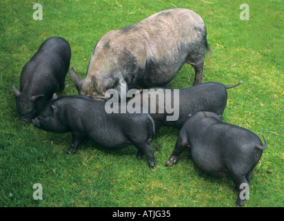 Pot Belly Piglets Stock Photo - Alamy