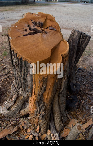 Logged tree stump Stock Photo - Alamy