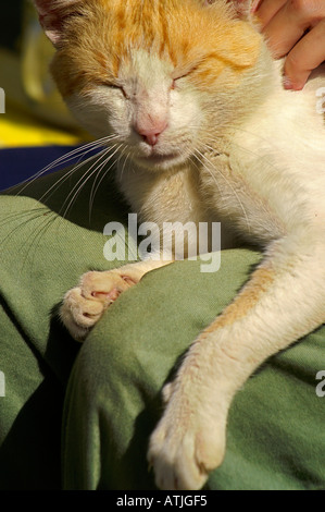 Girl fondling her tomcat pet on her knees Stock Photo - Alamy