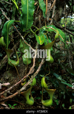 Nepenthes or pitcher plant, endemic to Taman Kinabalu, Sabah, Malaysian ...