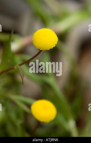 Golden buttons, Germany, Europe, (Cotula coronopifolia Stock Photo - Alamy