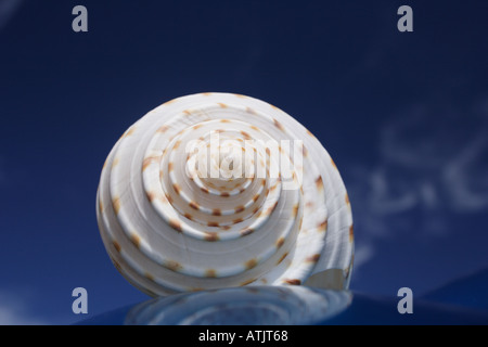 WHITE AND BROWN SHELL SEEMINGLY SUSPENDED IN THE SKY Stock Photo - Alamy