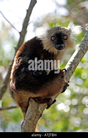 Black Lemurs, female with young, Nosy Komba, Madagascar (Lemur macaco ...