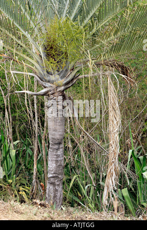 Raffia Palm (Raphia farinifera), (Arecaceae Stock Photo - Alamy