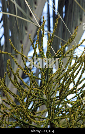 Raffia Palm (Raphia farinifera), (Arecaceae Stock Photo - Alamy
