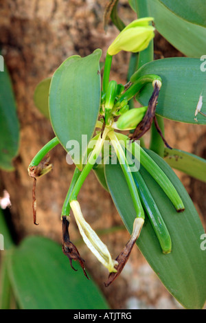Vanilla (Vanilla planifolia), blossom, Nosy Be, Madagascar Stock Photo ...