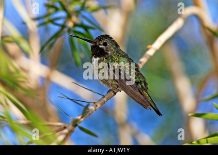 Male Broad-tailed Hummingbird in Flight with Flared Tail Feathers Stock ...