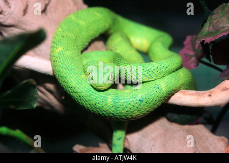 Western bush viper (Atheris chlorechis Stock Photo - Alamy