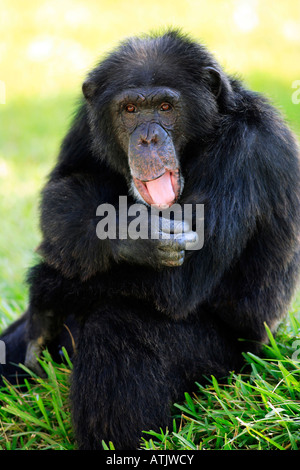 Chimpanzee (Pan troglodytes) sticking its tongue out, toys at its foot ...