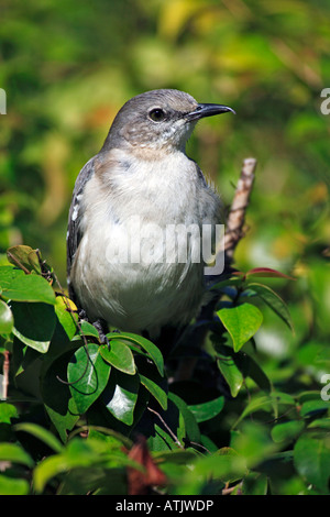 Mockingbird, Florida (Mimus polyglottus), USA Stock Photo - Alamy