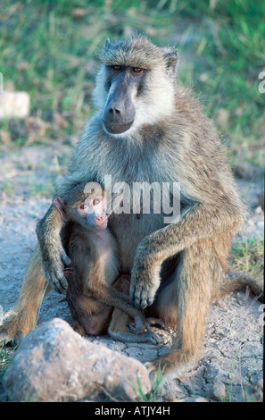 a yellow baboon sitting upright at amboseli Stock Photo - Alamy