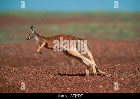 Red red kangaroo (Macropus rufus), Stuart National Park, Page ...