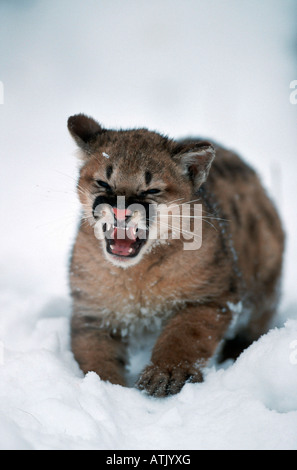 mountain lion cougar hissing snarling Stock Photo - Alamy