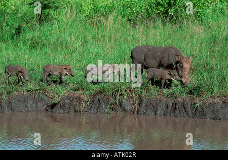 Wart Hogs, female with youngs, Hluhluwe national park, South Africa ...