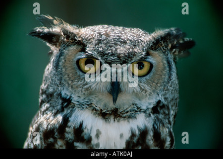 Whiskered Screech Owl, Arizona, USA (Otus trichopsis), Spotted Owl ...