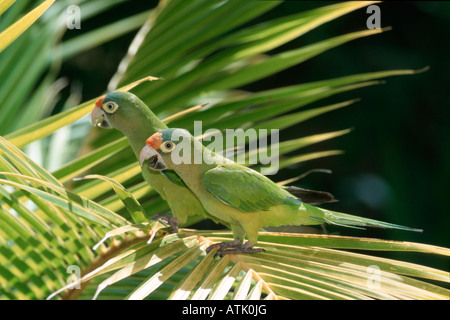 Orange-fronted Conures, Honduras (Aratinga canicularis), side Stock ...