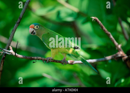 Aratinga canicularis, orange-fronted parakeets (Eupsittula canicularis ...