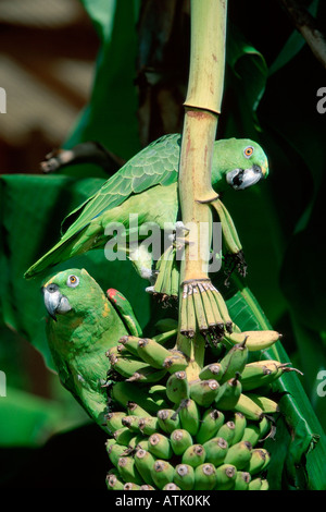 Yellow-naped Amazons, pair, Honduras (Amazona ochrocephala auropalliata ...