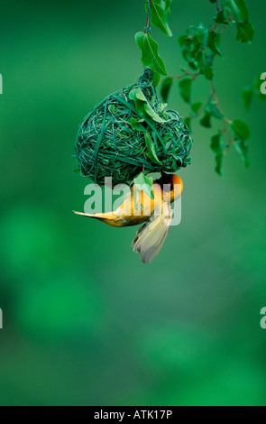 African Masked Weaver, male courting at nest, Pilanesberg national park ...