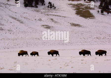American Buffalo OR Bison, Bison bison, migrating In snow after sunset ...