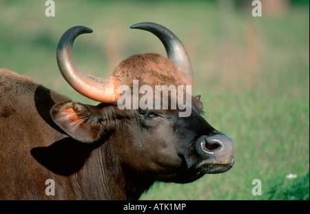 Gaur (Bos gaurus), adult female, standing in bamboo forest, Tadoba N. P ...