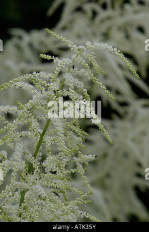 Goatsbeard Spiraea (Aruncus dioicus) in the Rosaceae family, a tall ...