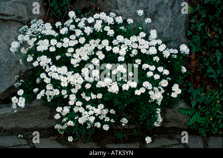 A Blooming evergreen candytuft in the garden. Iberis sempervirens Stock ...