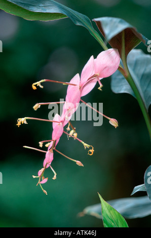 Dancing ladies ginger, dancing girls ginger (Globba winitii ...