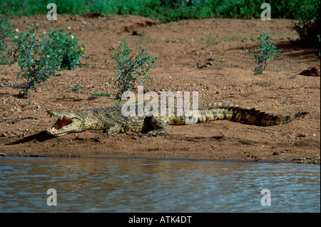 Nilotic crocodile, Kruger National Park, nile crocodile (Crocodylus ...