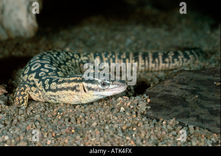 Northwestern Ridge-tailed Monitor (Varanus acanthurus acanthurus Stock ...