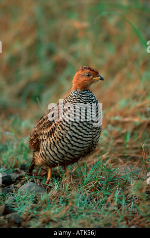 Frankolin, Kruger Nationalpark, S Stock Photo - Alamy