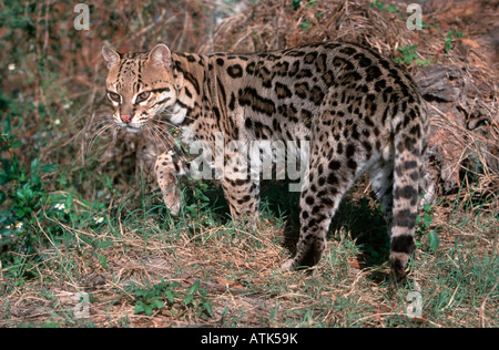 Ocelot (Felis pardalis) Ozelot, Suedamerika, south america, Saeugetiere ...