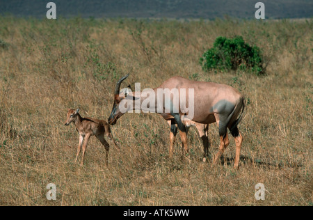 Adult Topi, Damaliscus korrigum, with juvenile, Masai Mara National ...