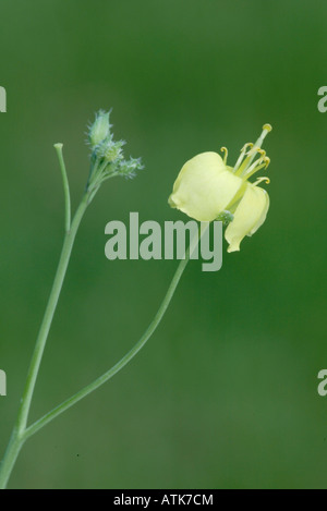 Arugula / Salad Rocket / Rucula / Rauke Stock Photo - Alamy