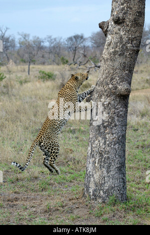 A female leopard, Panthera pardus, jumping to a branch Stock Photo - Alamy