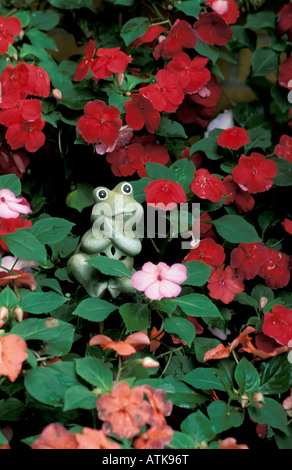 busy lizzy, busy lizzies Stock Photo - Alamy