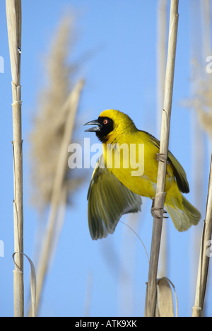 African Masked Weaver, male courting at nest, Pilanesberg national park ...