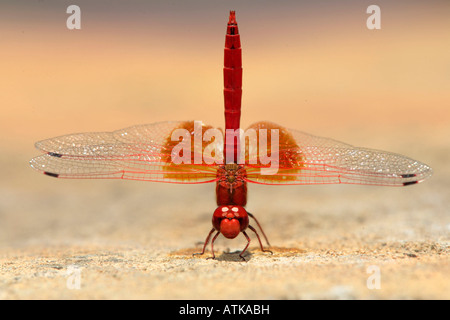 Red basker, Madikwe National Park, South Africa (Urothemis assignata ...