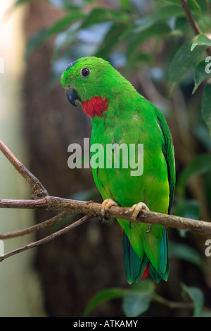 blue-crowned hanging parrot Stock Photo - Alamy