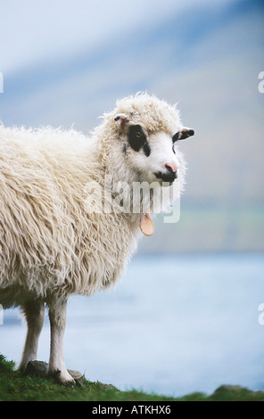 Faroese Sheep - Faroe Islands Stock Photo - Alamy