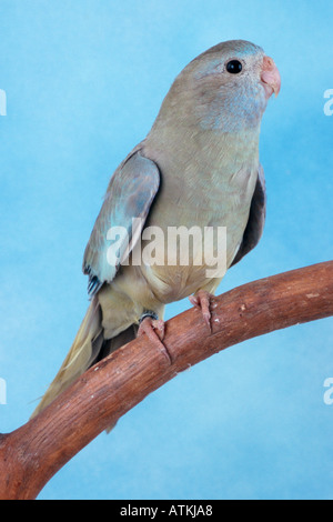 Scarlet-chested Parrot / Splendid Parrakeet Stock Photo - Alamy