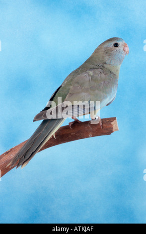 Scarlet-chested Parrot / Splendid Parrakeet Stock Photo - Alamy
