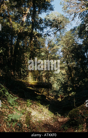 A forest in Bhutan Stock Photo - Alamy