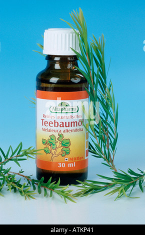 Australian tea tree (Melaleuca alternifolia) growing in a pot. This ...