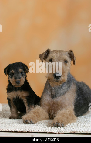 Welsh Terrier, female Stock Photo - Alamy