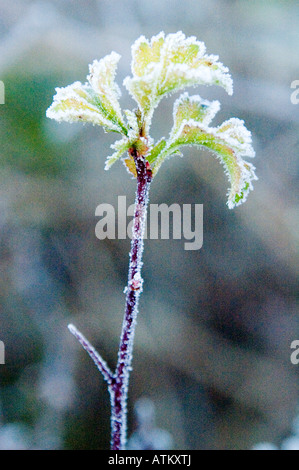 Hawthorn, Crataegus monogyna, covered with frost in winter, Lancashire ...