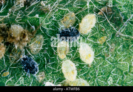 Encarsia formosa the greenhouse whitefly parasite feeding on a whitefly ...