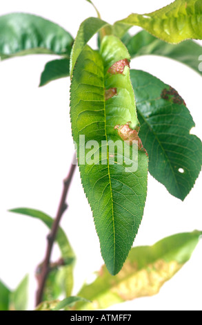 Peach leaf curl. Fungal disease of peaches tree. Taphrina deformans ...