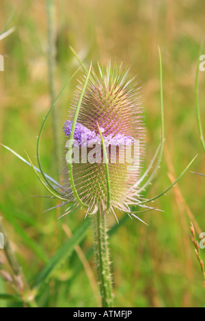 Thistle in set aside strip in field behind in Kent countryside near ...