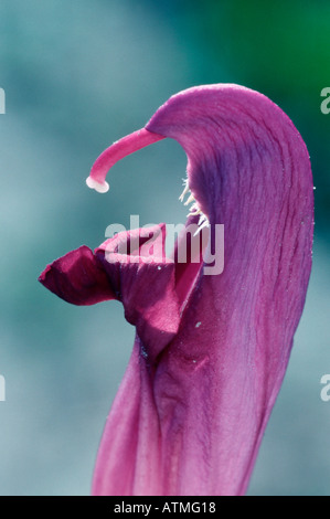 Lathraea clandestina, purple toothwort, violet flowers with yellow ...